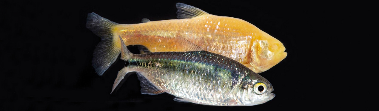 Astyanax mexicanus, el pez ciego de las cavernas